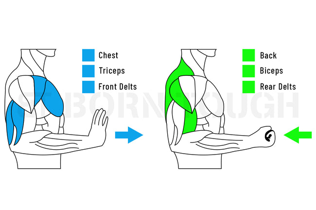 Push vs Pull Day: What's The Difference? – Born Tough