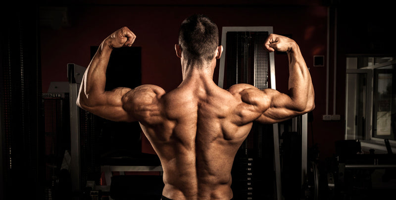 The Best 10 Exercises to Train Your Shoulder Muscles at Gym – Born Tough